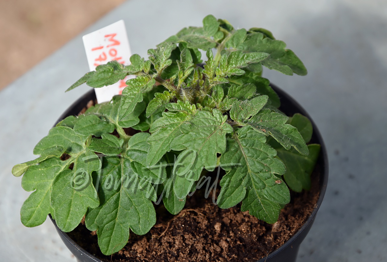 Helenes Tomater: Mohamed - liten, kompakt busk.