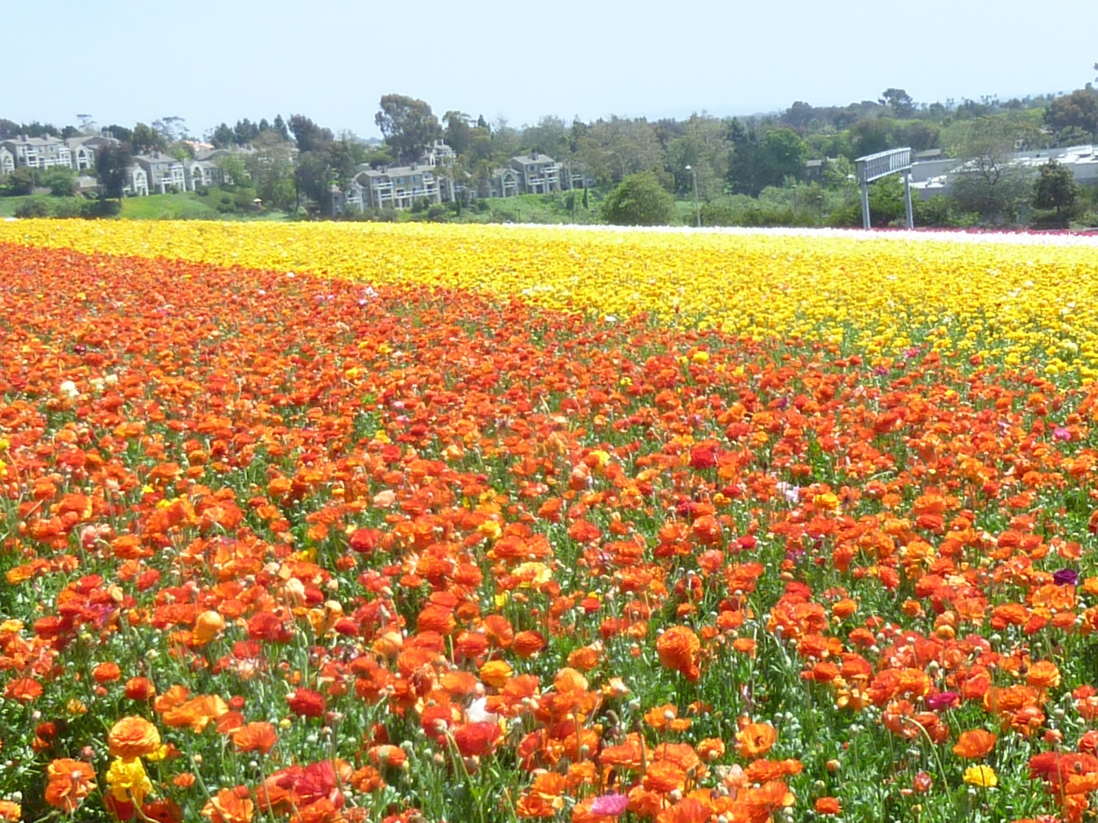 A Place to Share: The Flower Fields, yet again