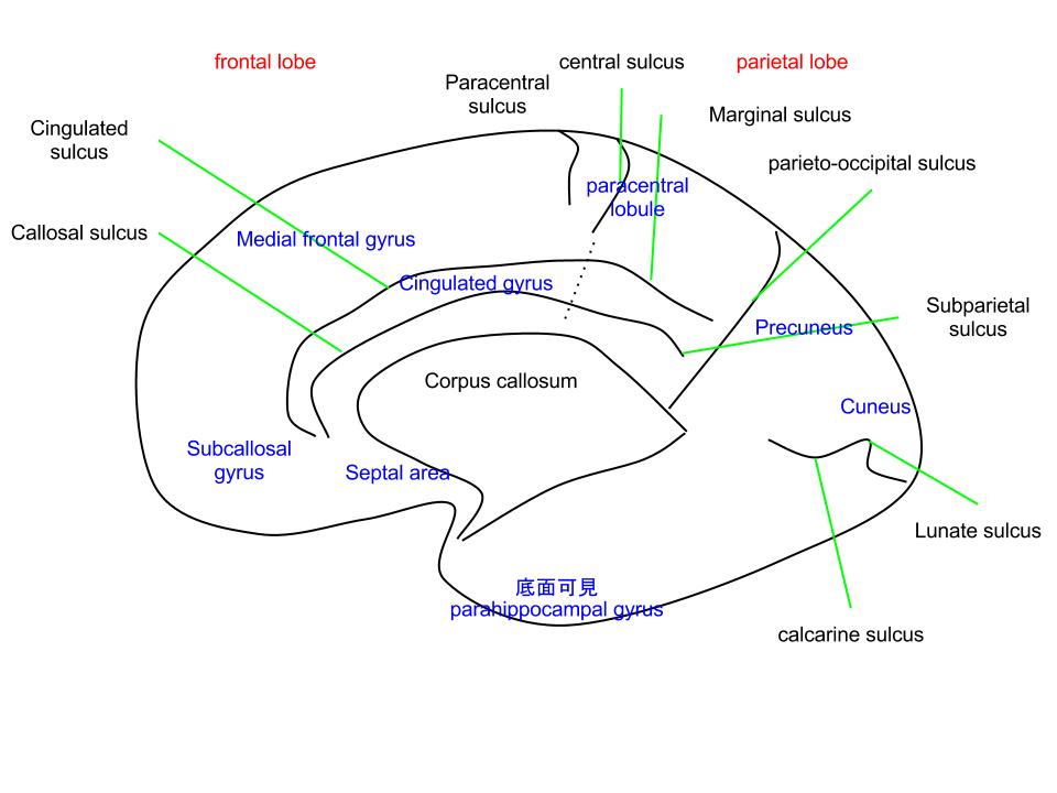 大腦溝與迴(cerebral gyru and sulcus) - 小小整理網站 Smallcollation