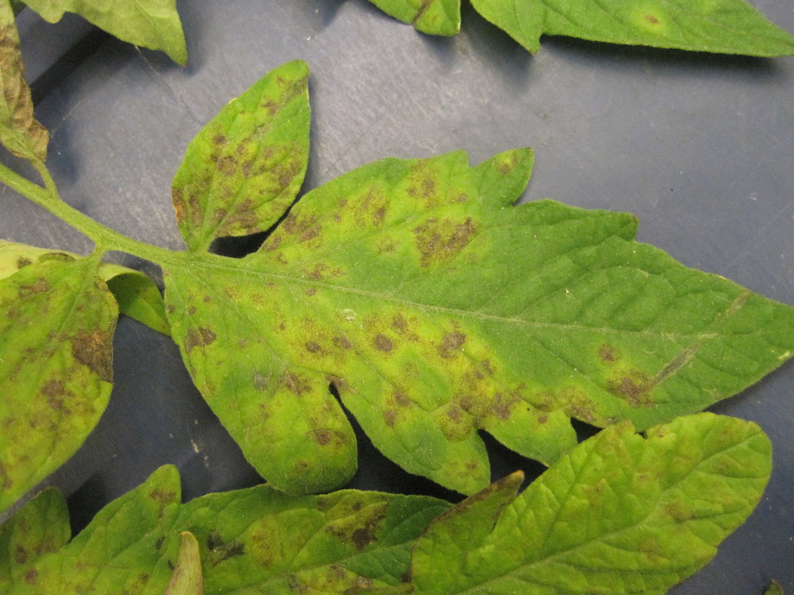 NCSU PDIC: Sample of the Week: TSWV on Tomato