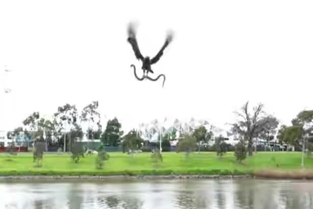Family enjoying riverside picnic in Australia get a nasty surprise when ...
