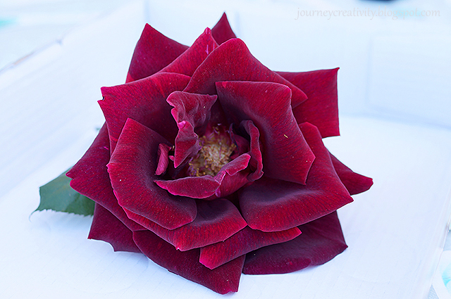 Rose petals painting - Journey into Creativity