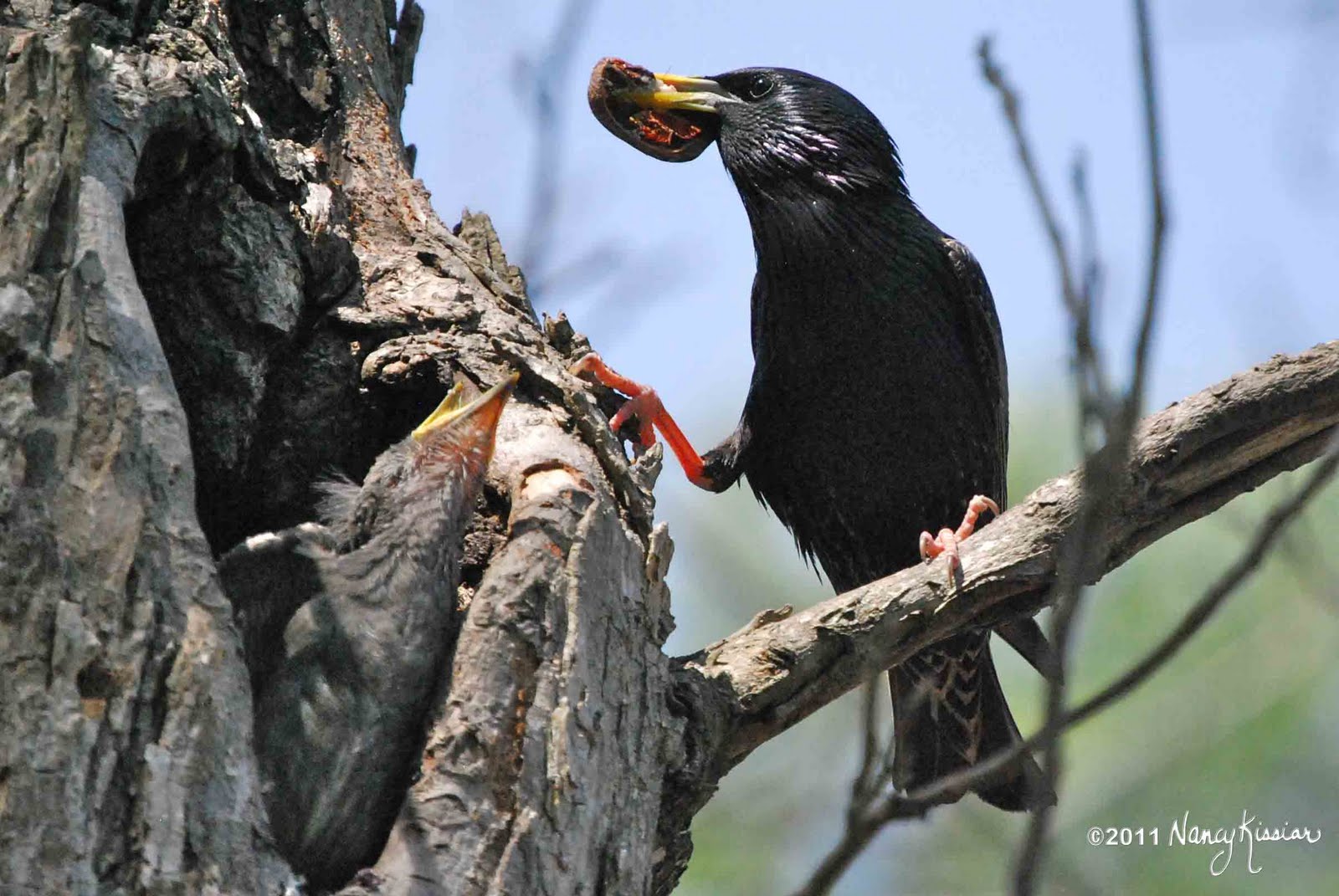 Wild About Texas: Starling Surprises