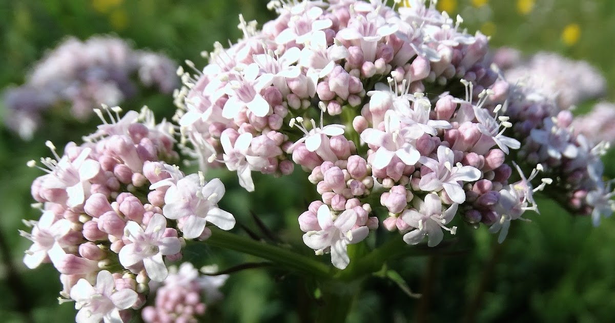 oog voor de natuur: Echte valeriaan (Valerianella officinalis).
