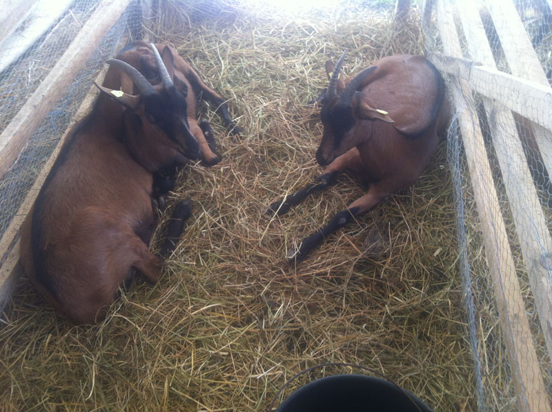 септембар 2018 - Skitarnik