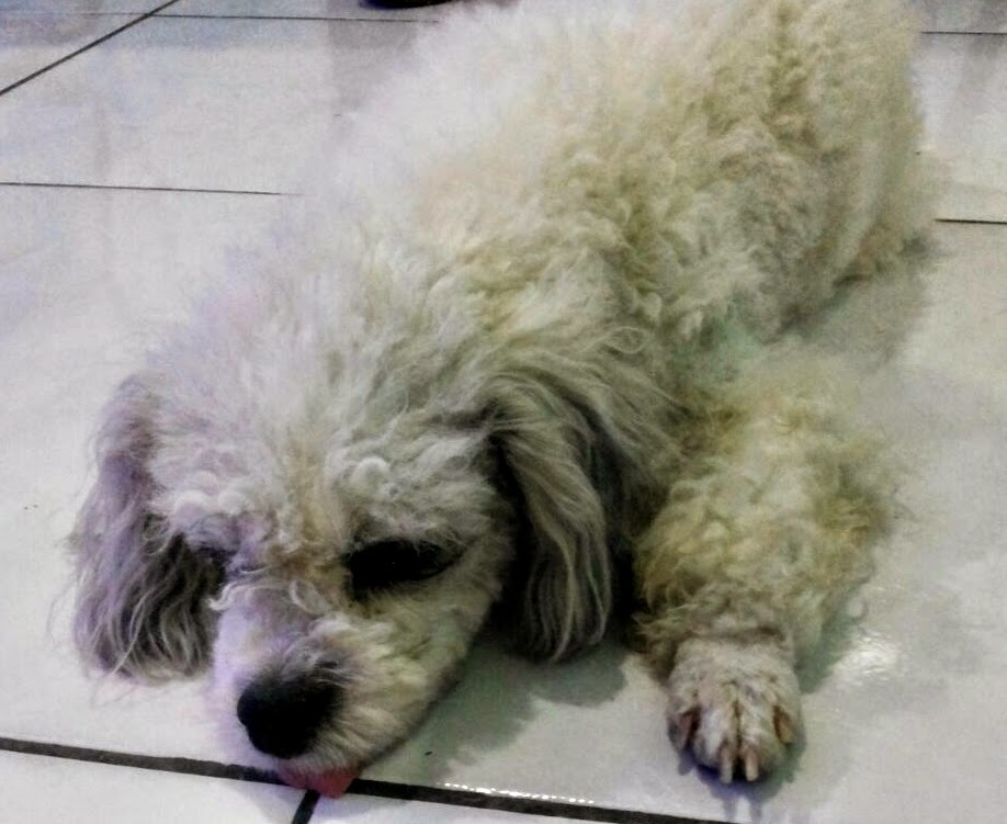 BLOG DO ANDRÉ FOTOS: Você perdeu um Cachorro de Raça Pudo