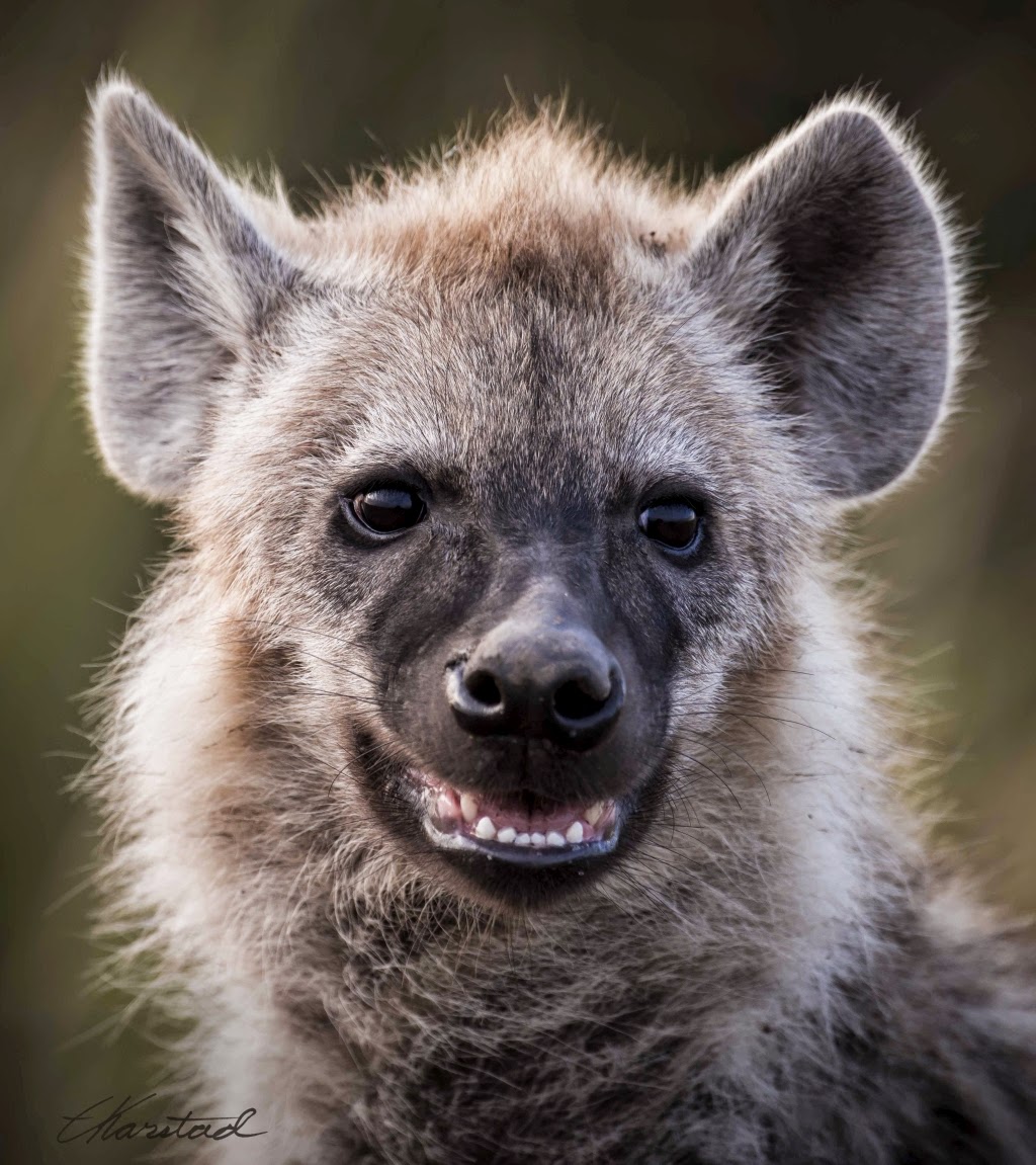 Elsen Karstad's 'Pic-A-Day Kenya': Spotted Hyena, Masai Mara Kenya