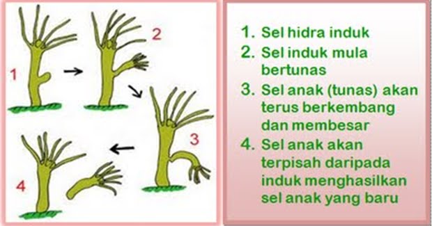 REKA BENTUK & TEKNOLOGI: Pembiakan Seks dan Aseks