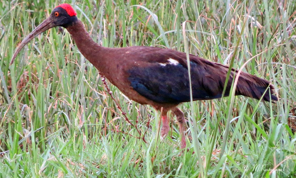 Indian Birds Photography: (delhibirdpix) Red-naped Ibis