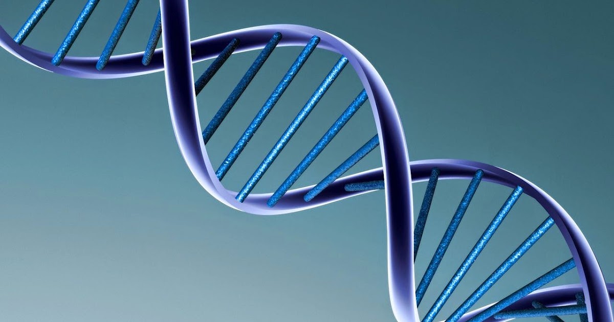 El ácido ribonucleico (ARN) - Biología