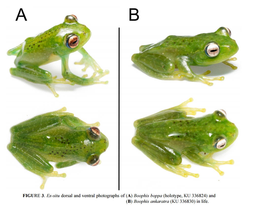 Species New to Science: [Herpetology • 2015] Boophis boppa • A New ...