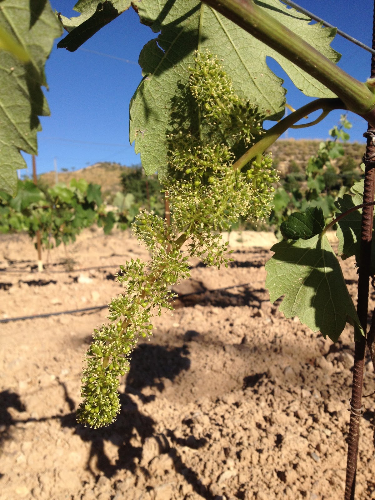 BODEGA JARAIRA: La uva es fruto de una flor - LA FLORACIÓN
