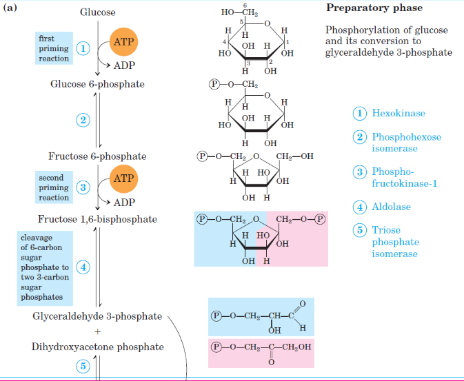 MicrobioTips: Glycolysis/EMP Pathway