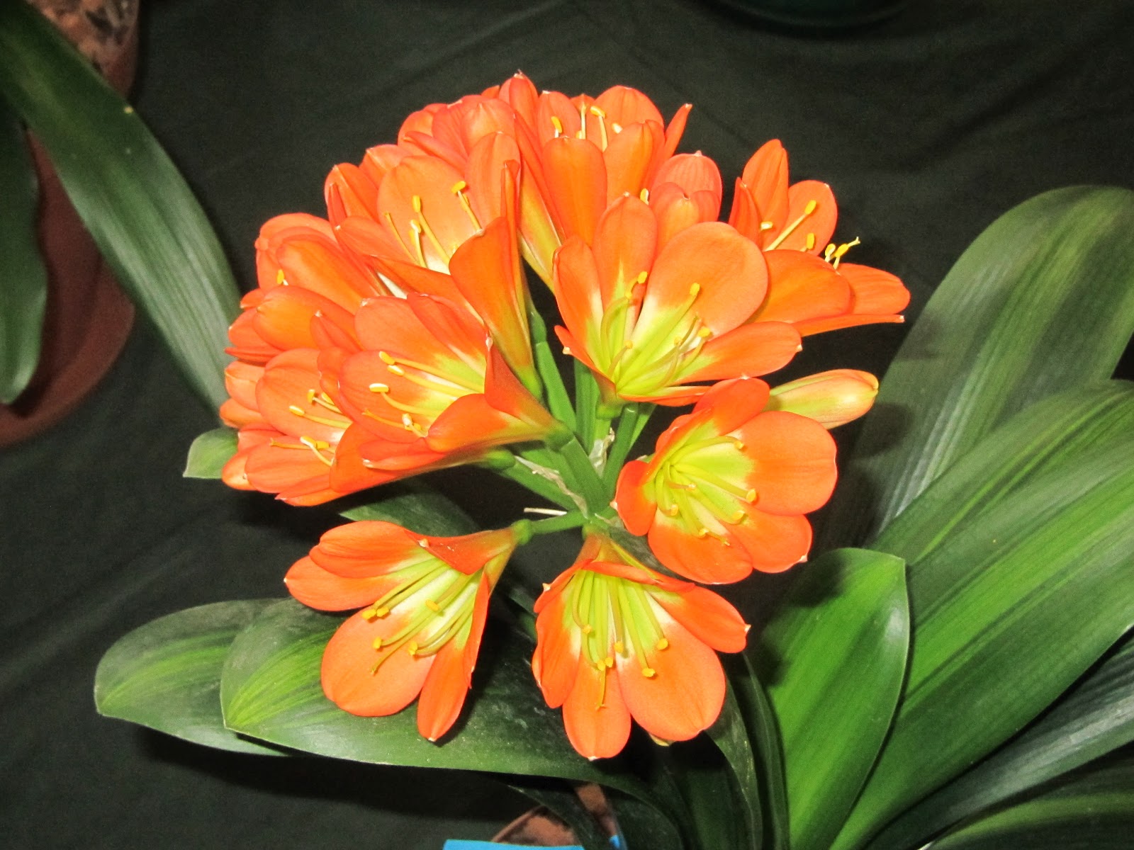 Tropical Farms Nursery: Clivia Show 15