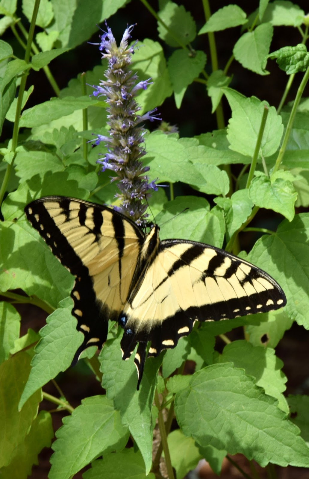 Using Georgia Native Plants: Eastern Tiger Swallowtail – Georgia State ...