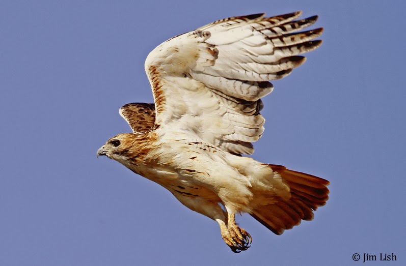 Raptor Identification and Photography: Unbanded Remiges on Red-tailed Hawks