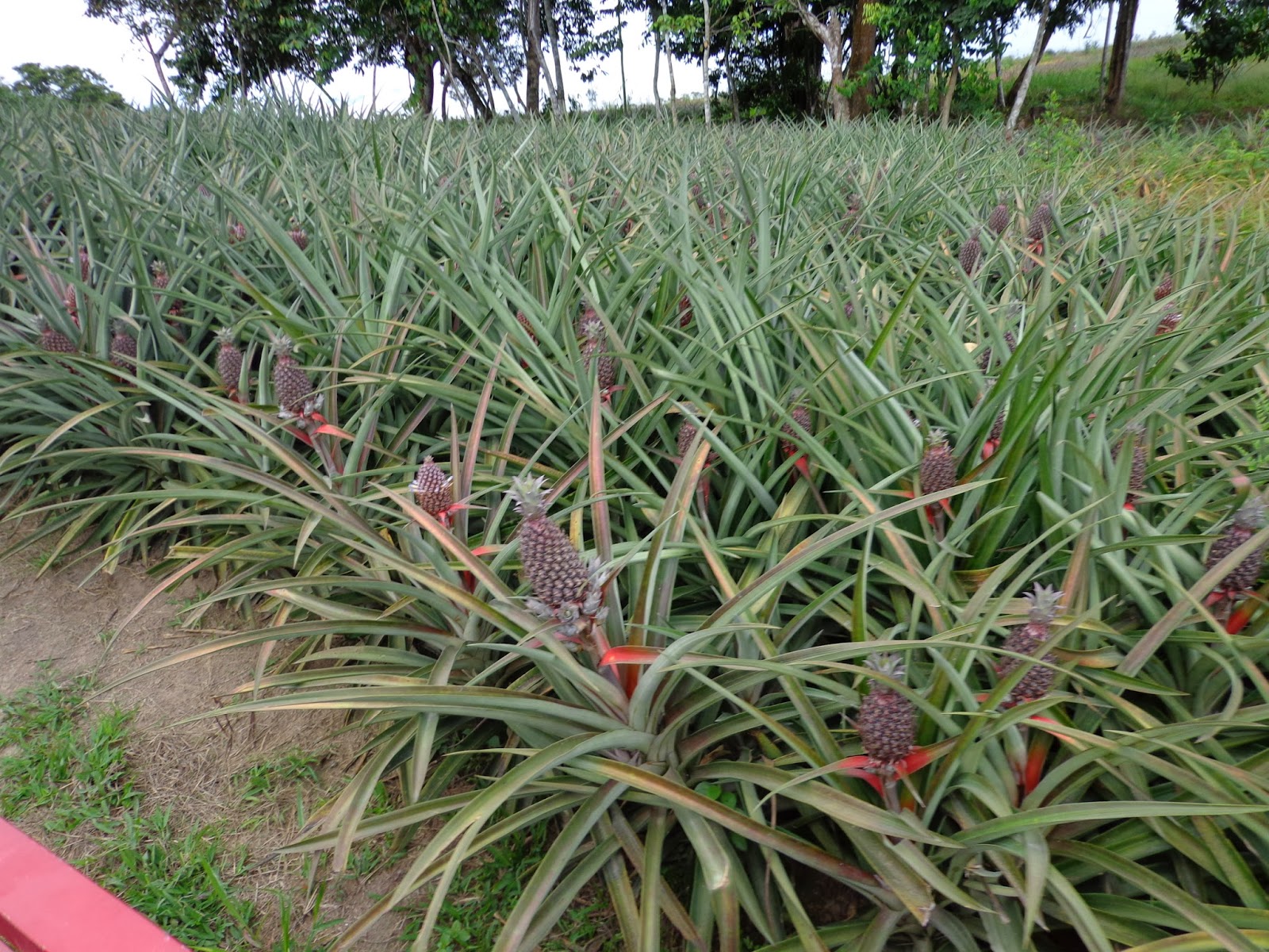 PIÑAS ORGANICAS EN CALZADA - MOYOBAMBA ~ BIOSEMBRIOS AMAZONICOS