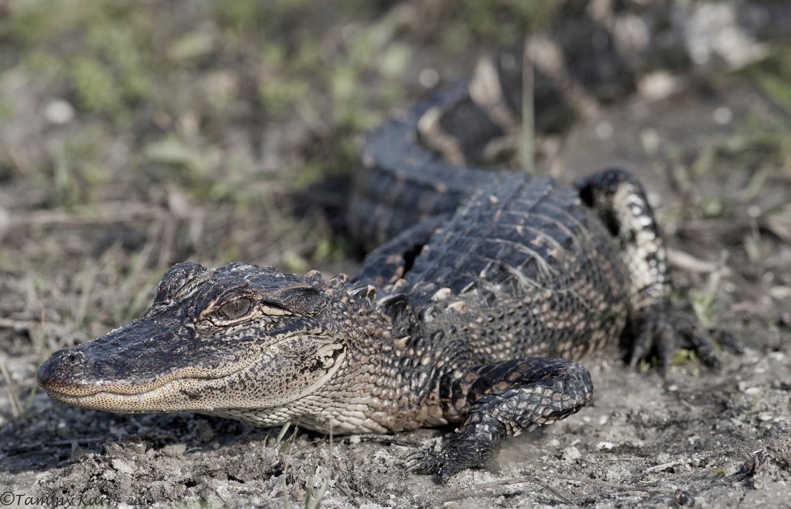 i heart florida birds: Falling from the Sky