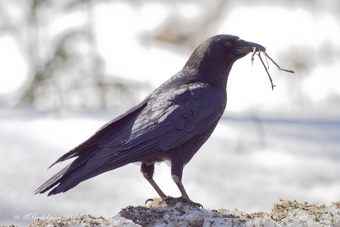 Ann Brokelman Photography: Ravens - lots of Ravens everywhere. March 2013