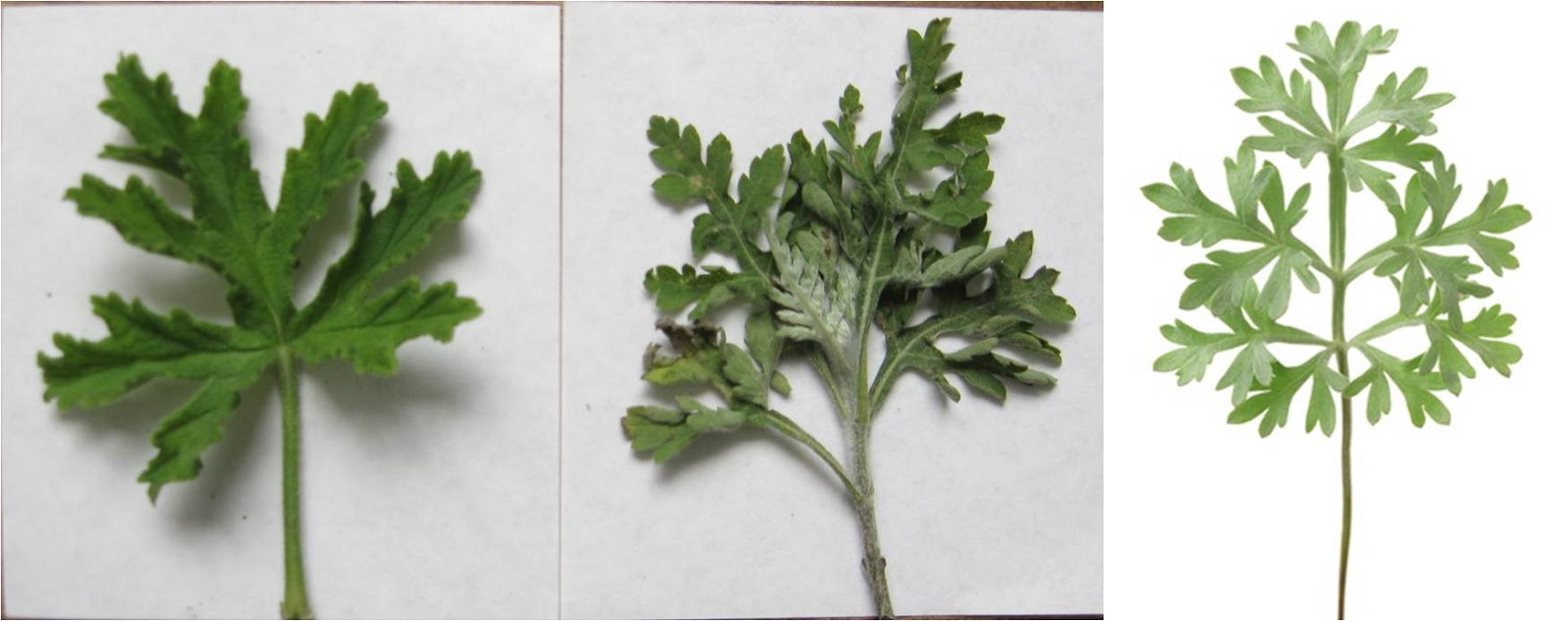 Licuc: ¿Artemisa o altamisa?, esa es la confusión