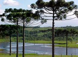 Studio Floral Dora Santoro: Como Plantar Pinhão