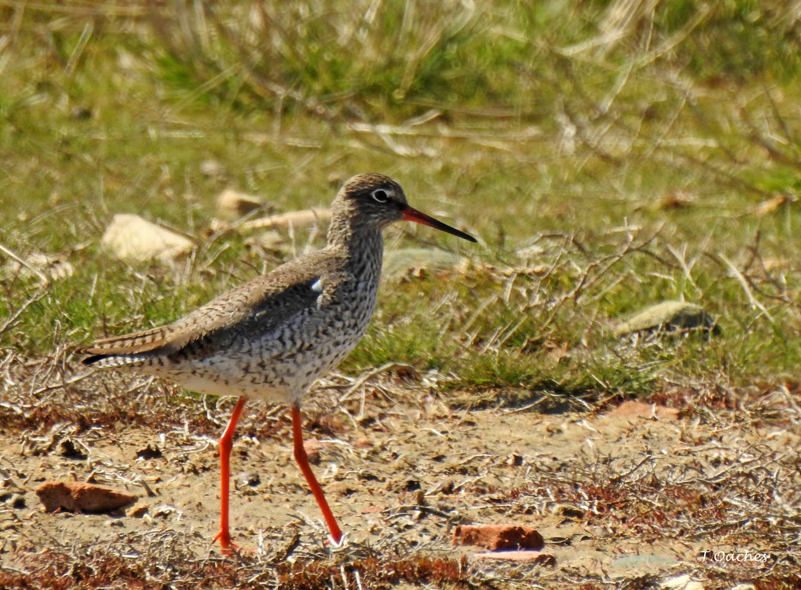PASARI DIN ROMANIA: FLUIERAR CU PICIOARE ROSII, Tringa totanus