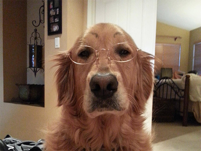 DOGS REALLY DO LOOK BETTER WITH MAKEUP EYEBROWS - NEWSOLOGYS