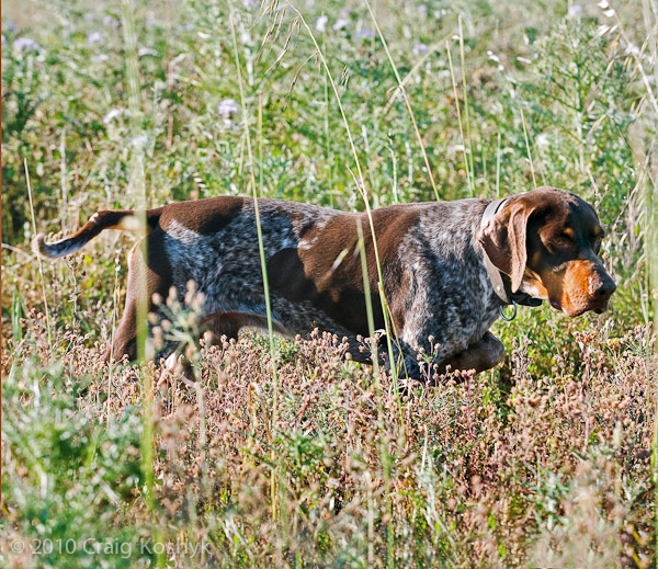 Pointing Dog Blog: Breed of the Week: The Majorcan Pointer