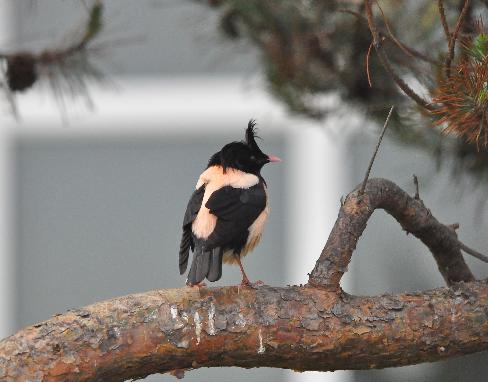 Aquila Bird Tours: June 2012