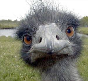 TAKE A BREAK! A FACT A DAY!: Australian Animals
