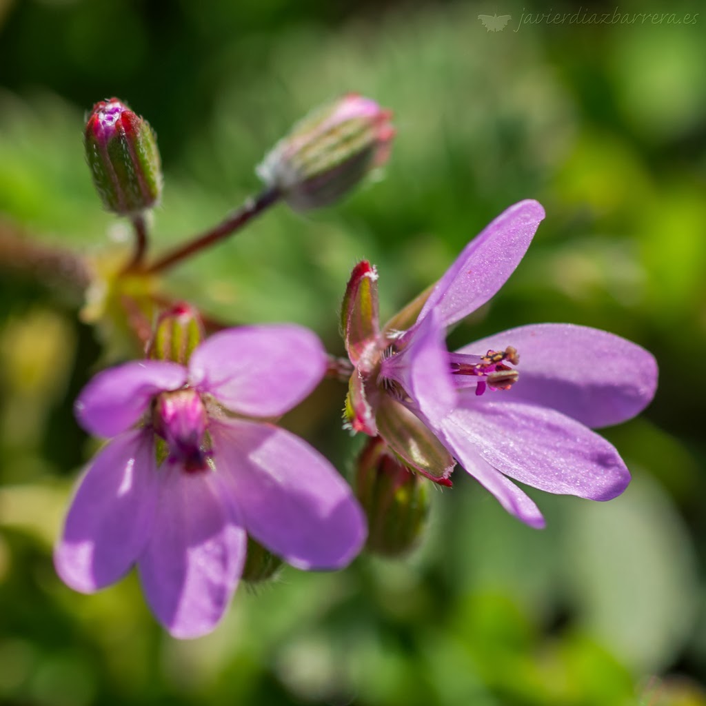 Bichos y plantas de León: Hierba de San Roberto