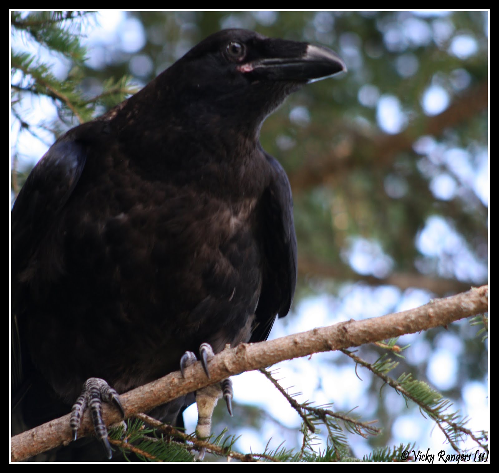 La faune et la flore du Québec en photos: Grand corbeau, Corvus corax