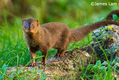 Jurón o Hurón. | Fauna Dominicana