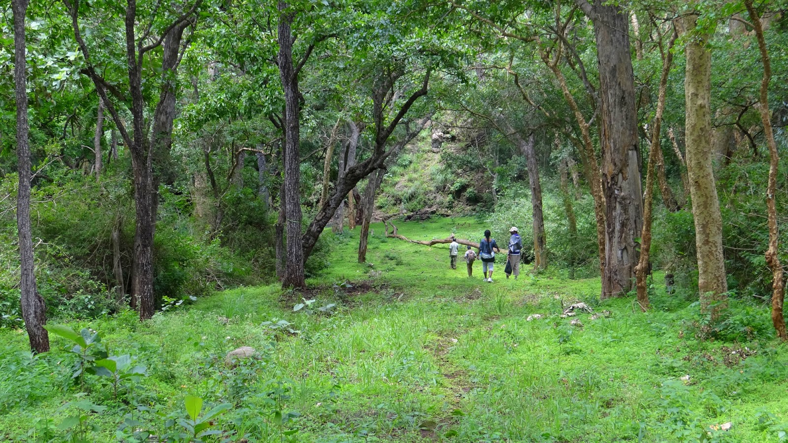 Sathyamangalam Tiger Reserve and Germalam Trek