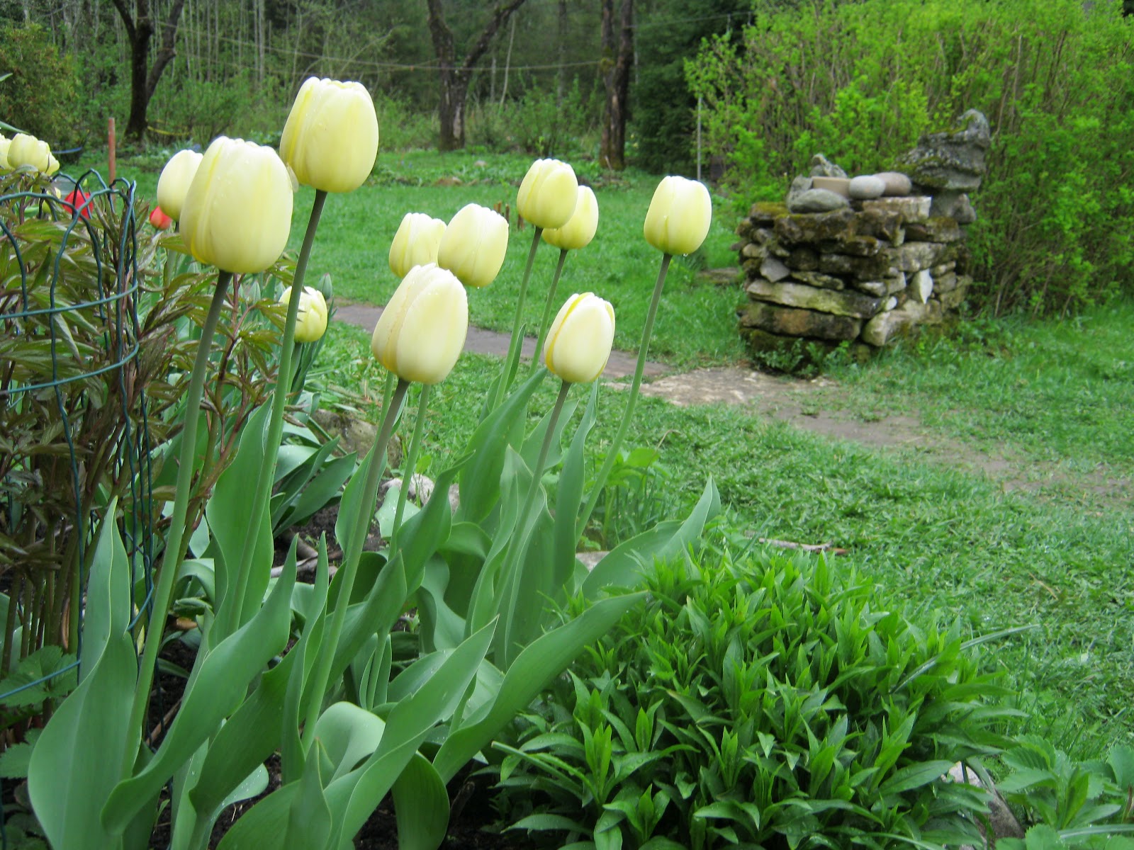 Mai Kalda aiablogi: Tulpide aeg