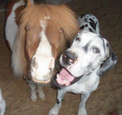 Goliath: Rachel Cawley - Artist and a very unique life