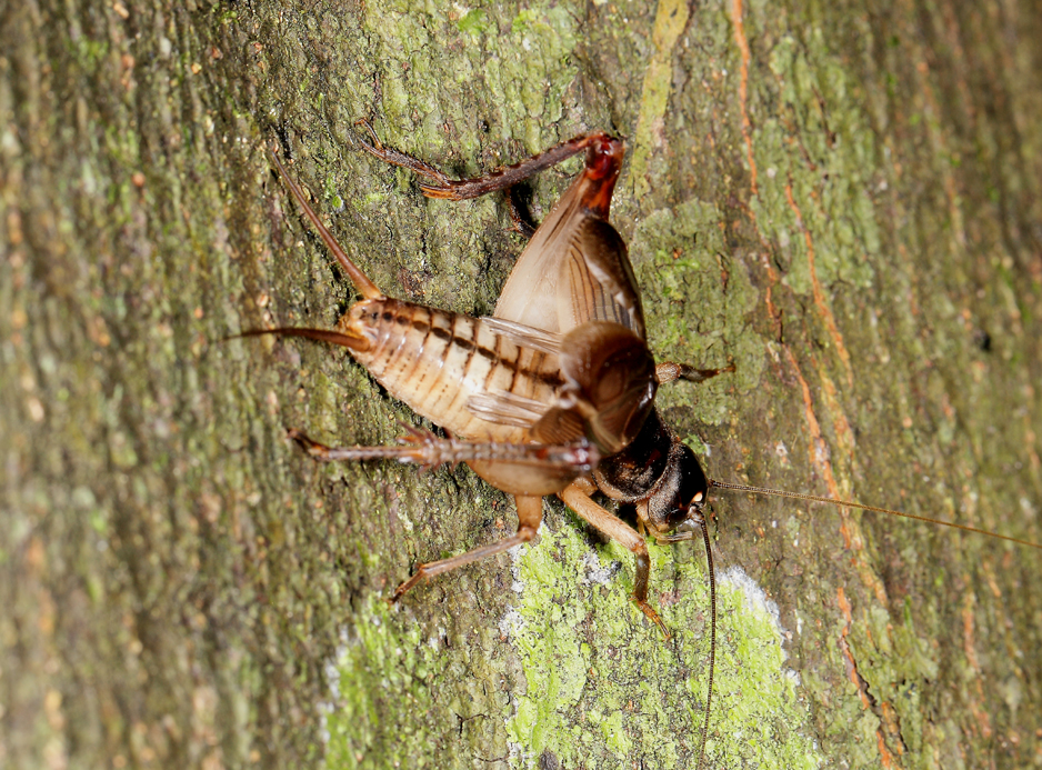 BunyipCo: November 2016