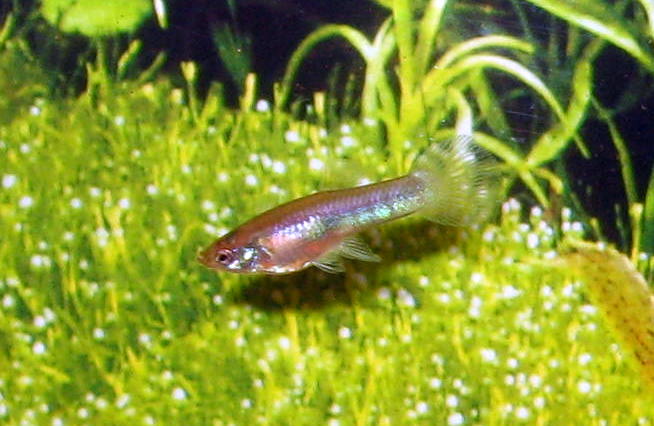 Swordtail Guppies: Asian Blau Japan Blue Swordtails