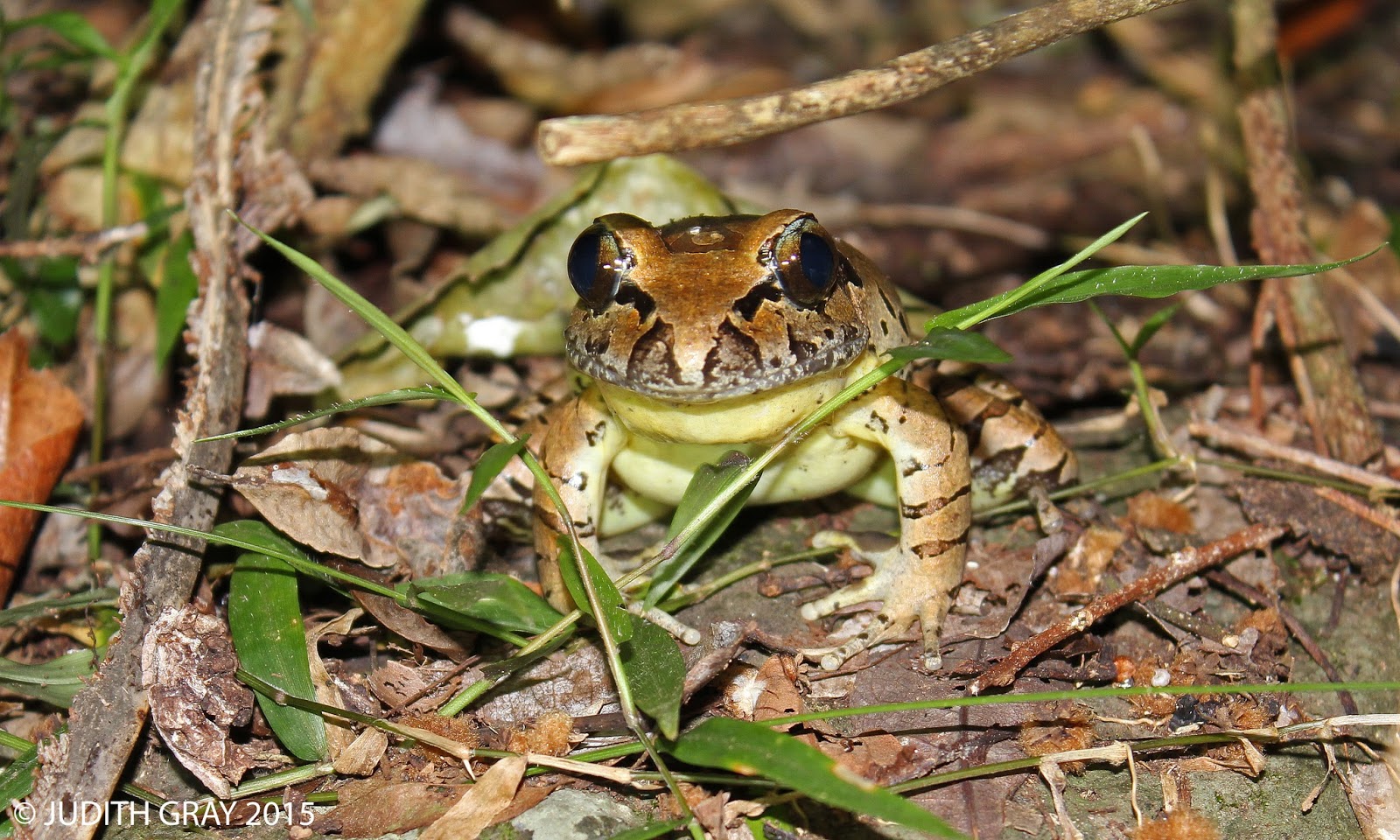 Endangered Fleay's Barred Frog Morans Creek
