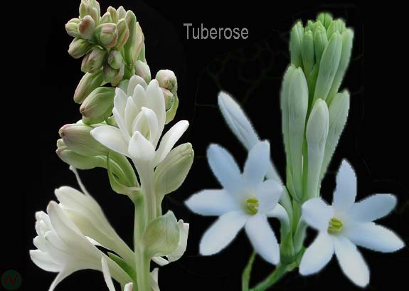 Flowers Name | English Meaning & Image | Flowers Vocabulary | Necessary ...