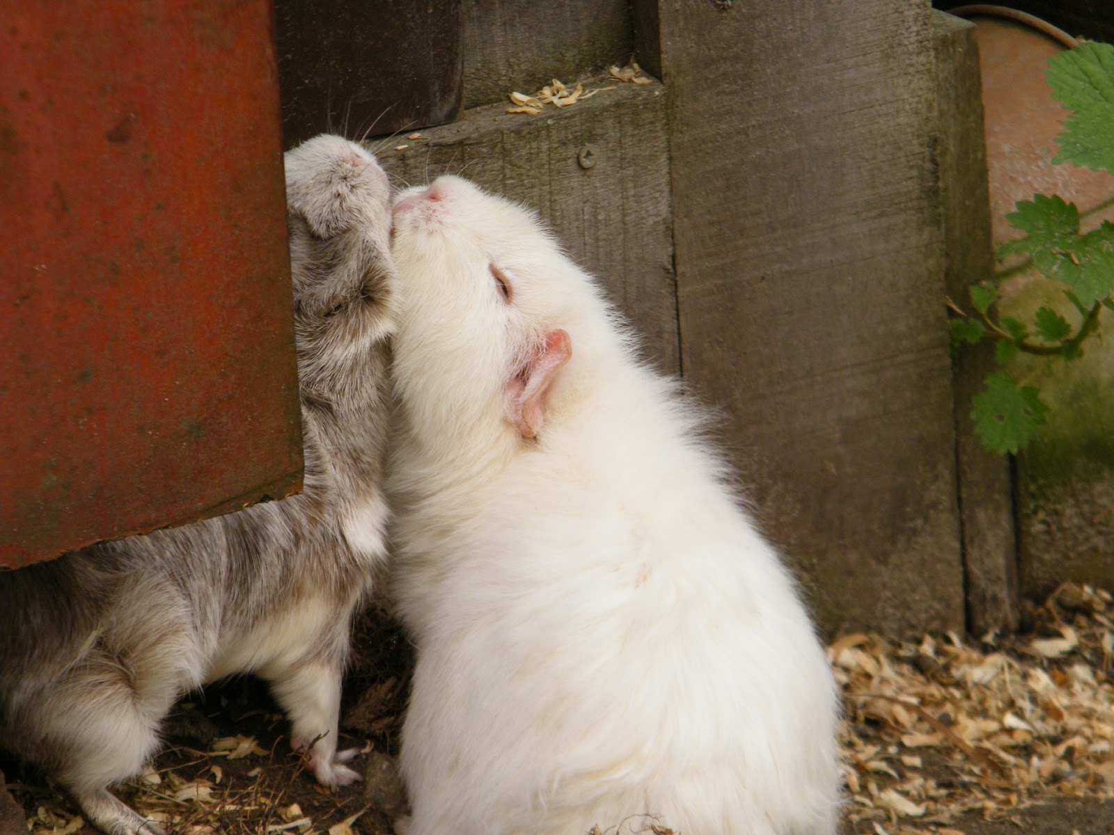 Mostly pictures: 23 random zoo pictures!