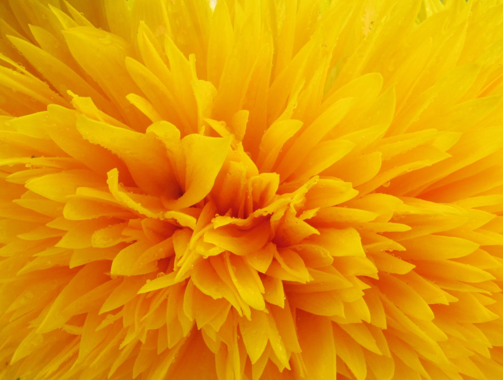 LE MAXIMUM: Texture de fleur