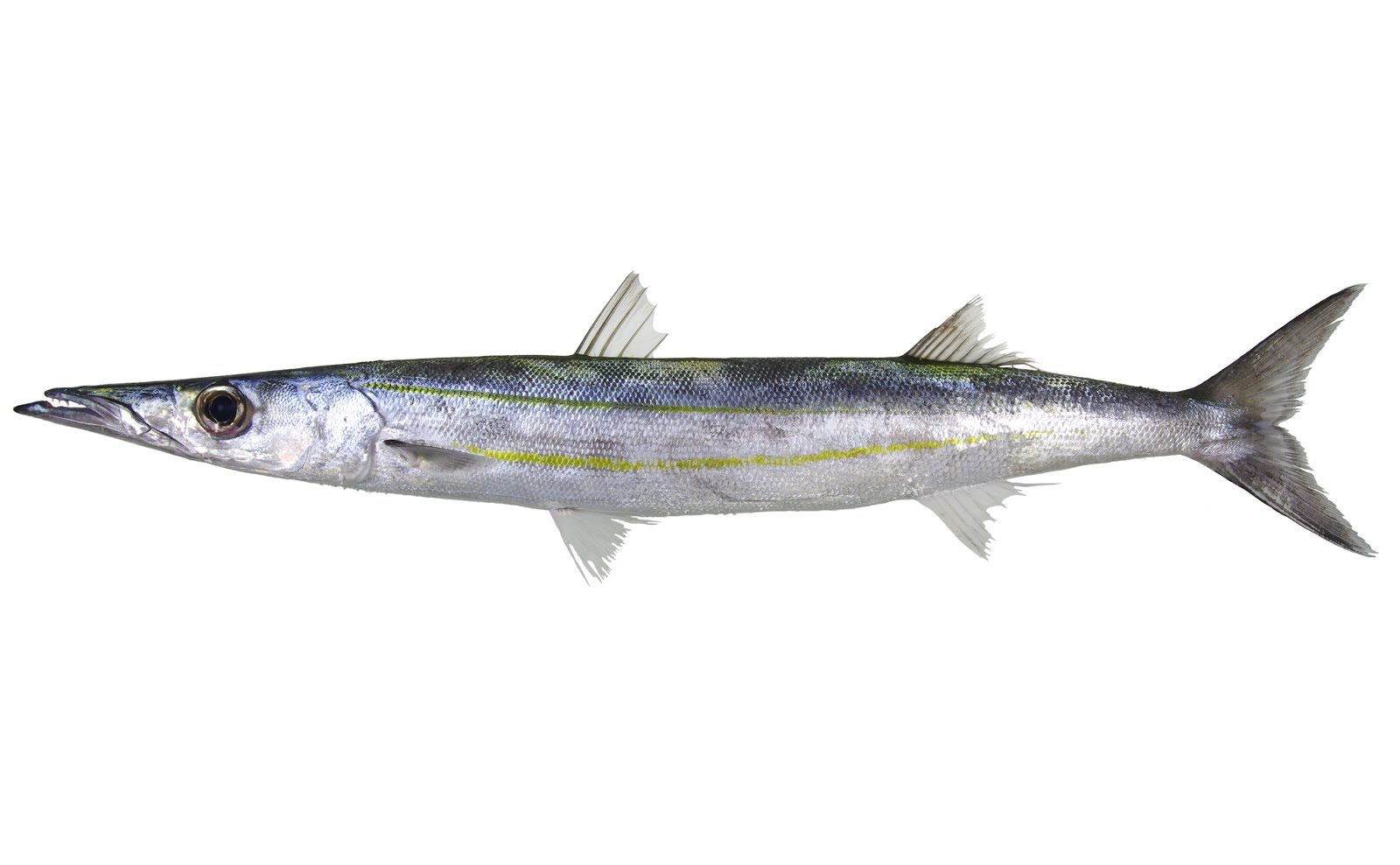 Species New to Science: [Ichthyology • 2020] Sphyraena stellata • A New ...