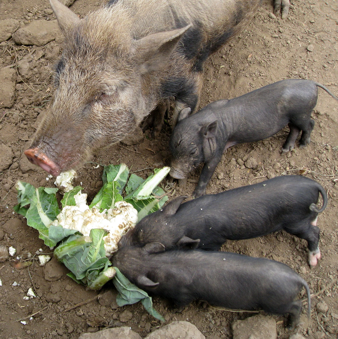 Little Pet Pigs: Breakfast with Mother