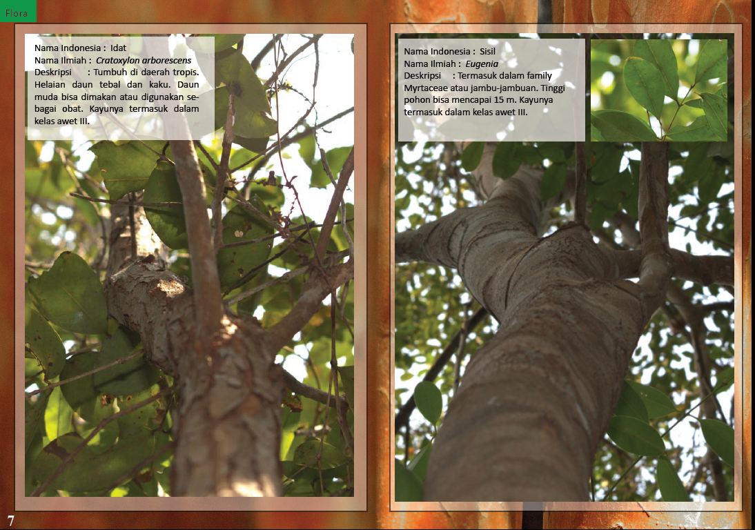 FLORA ~ Hutan Pelawan