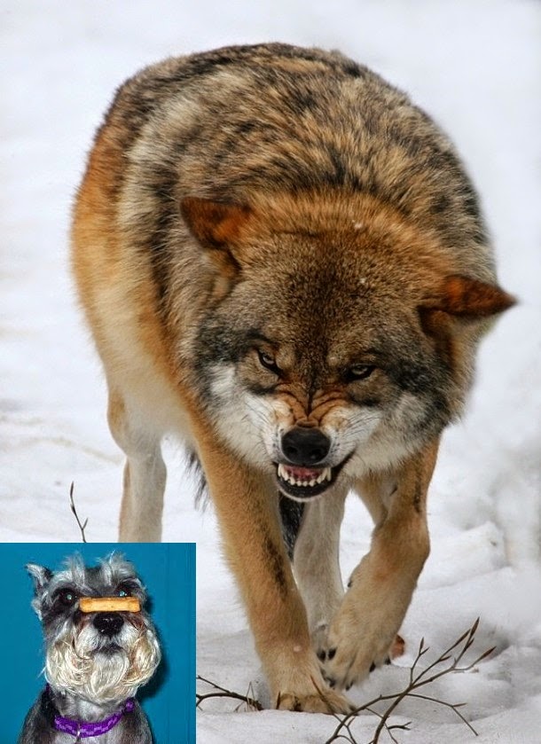 CTCH 110 Blog: Screen Cultures and Mutated Wolves