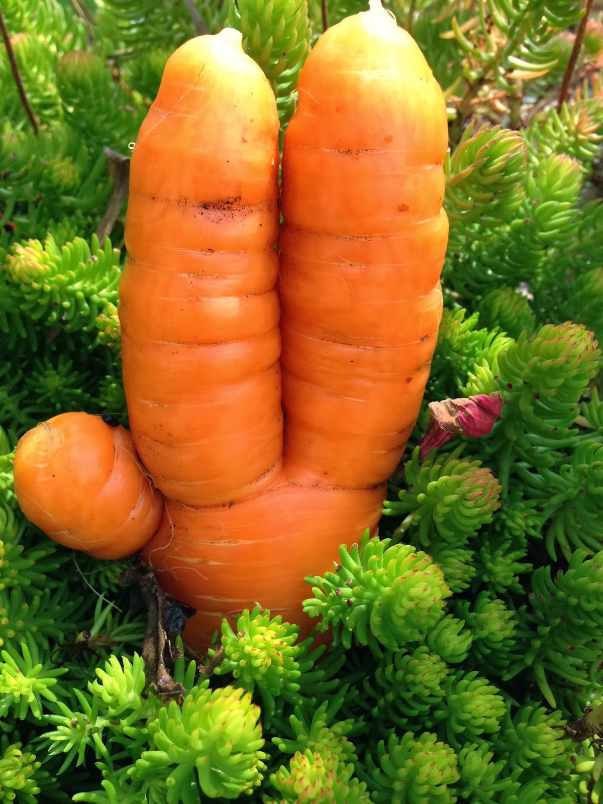 Dental Health-foods and nutrition advice from Altman Dental: Health ...