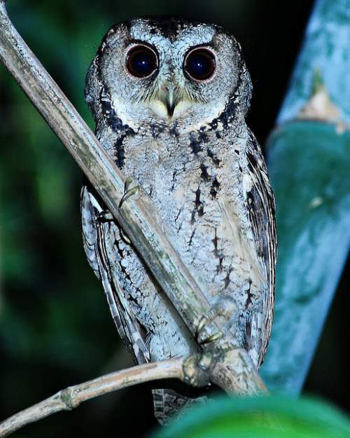 Collared scops owl | Birds of India | Bird World