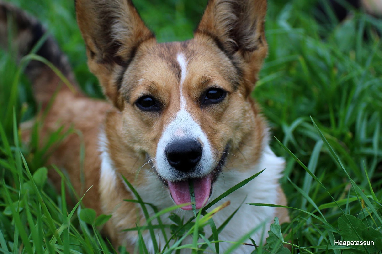 Cardigan Welsh Corgi UK: ..Red Wednesday