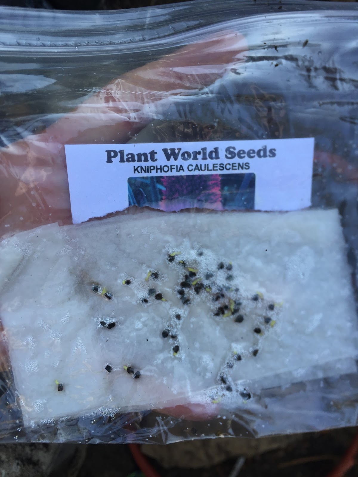 Dendroseris marginata, Kniphofia caulescens, Aloe seedlings, and Aloe ...